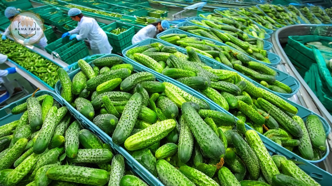 How To Process 1.44 Billion Pounds of US Cucumbers In A Processing ...