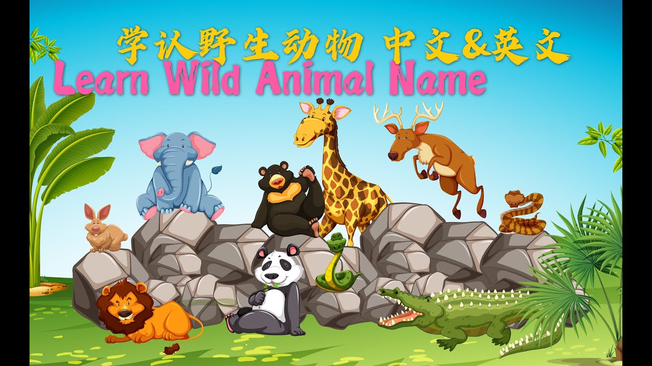 Learn wild Animal in English&Chinese/认识动物-学中文&学英文 - YouTube