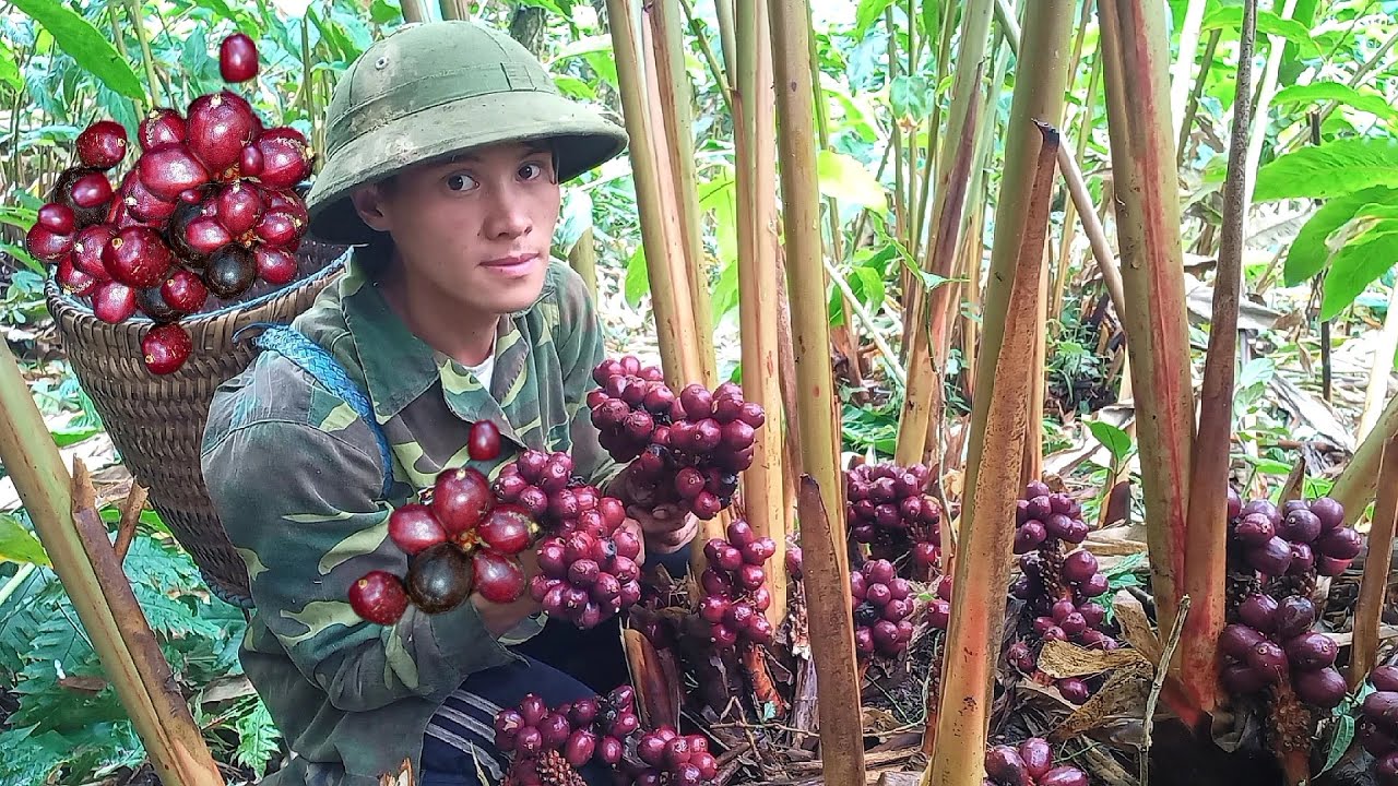 Harvesting cardamom to sell to traders and family meals | giang a khoa ...