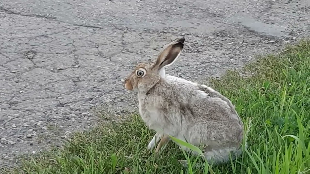 Wild white-tailed jackrabbits live around neighborhood. Most found are ...