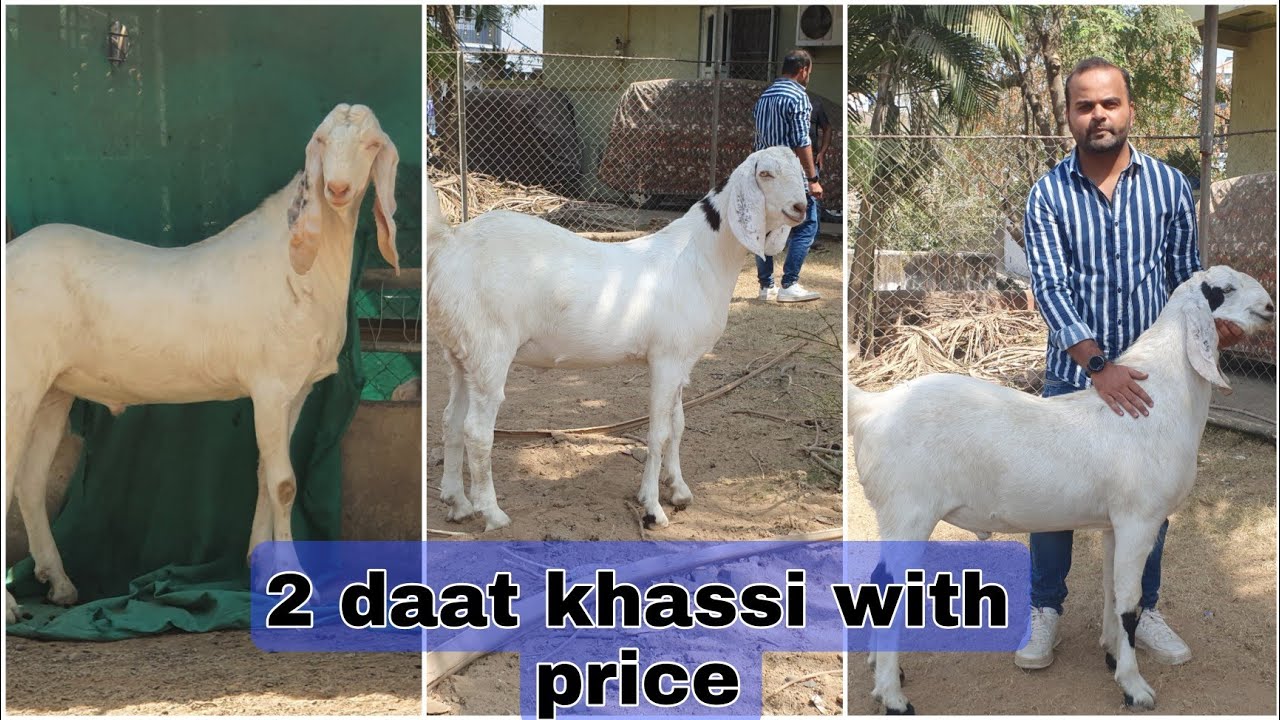 TOP QUALITY SOJAT KHASSI GOAT WITH PRICE | BARDOLI PART 3... - YouTube