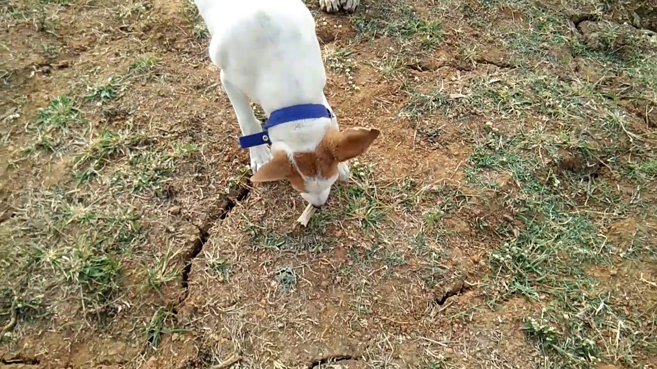 3 Labra Indie mix breed female puppies FREE AND EASY ADOPTION AT KAMREJ ...