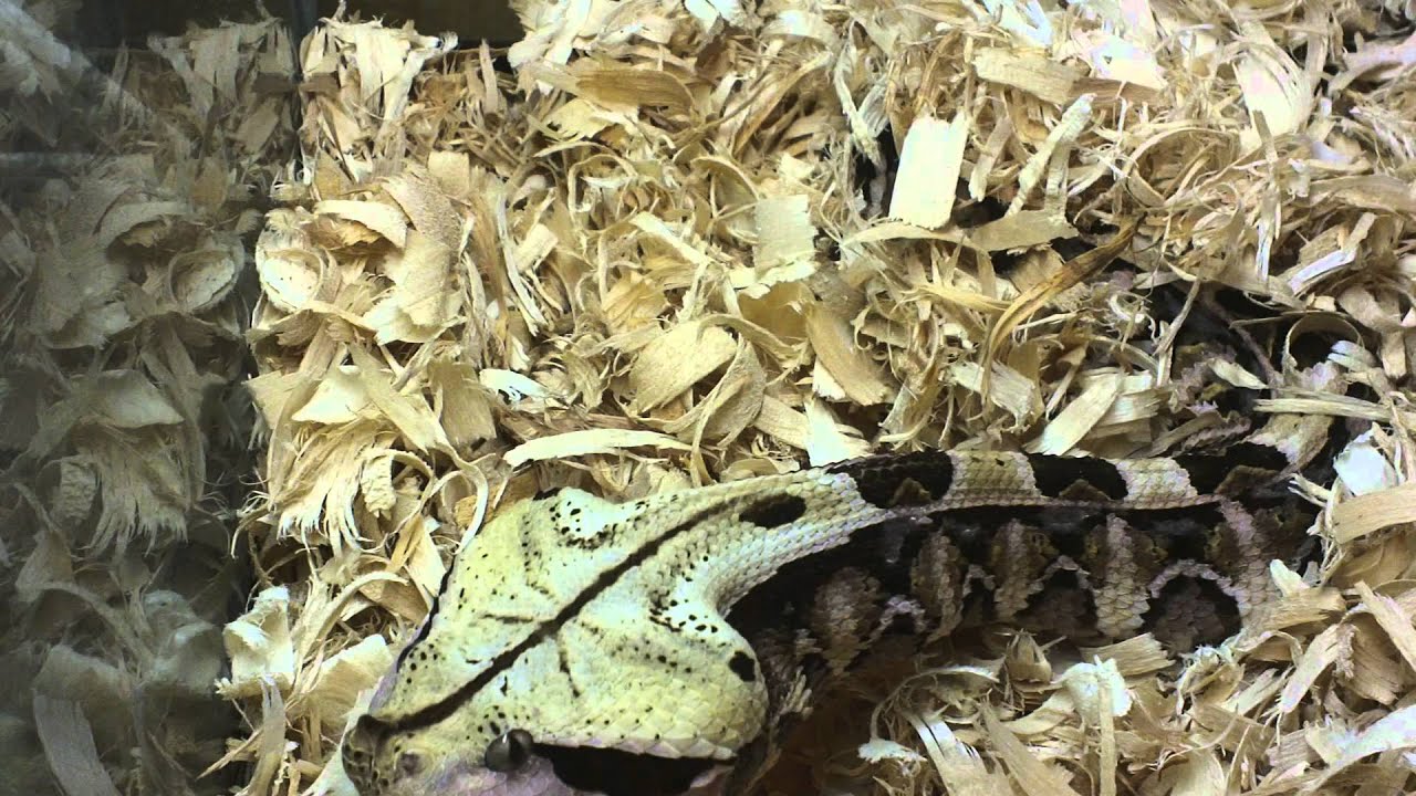 Gaboon viper eating two chicks. - YouTube