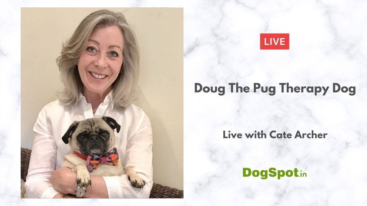 Doug The Pug, Therapy Dog - YouTube