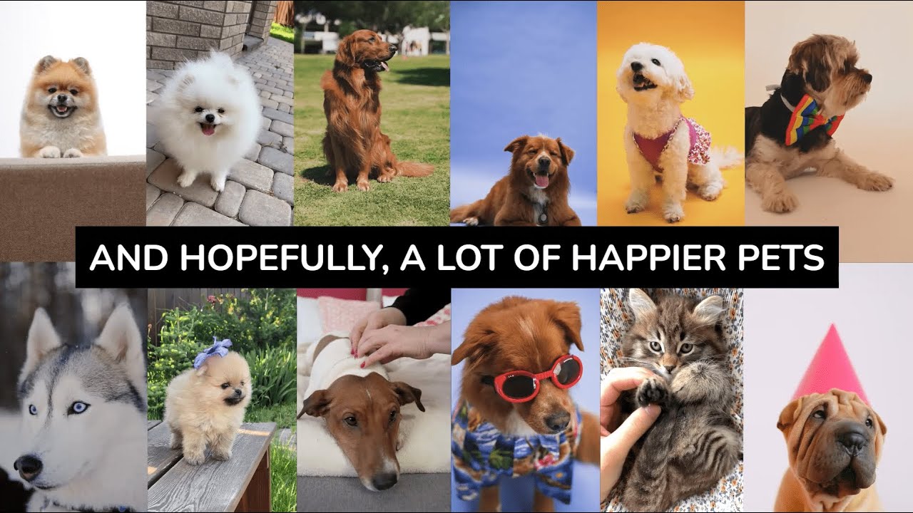 LytAds launches Taxi Top digital screens media with a paw-fect social ...