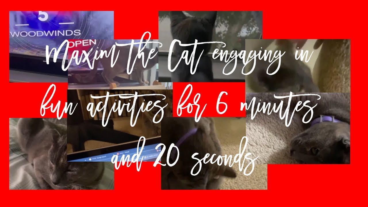 Maxim the Cat engaging in fun activities for 6 minutes and 20 seconds ...