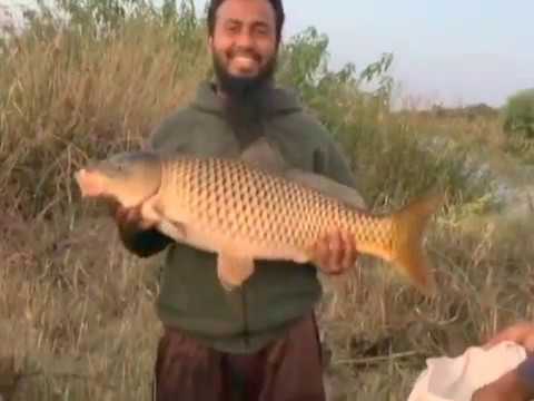 RED FIN CARP FISHING - YouTube