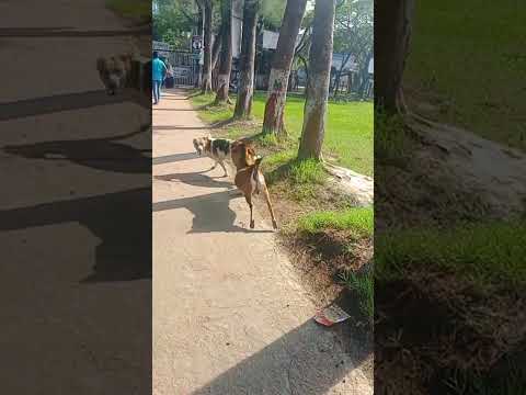 Got & Dog Entertainment - YouTube