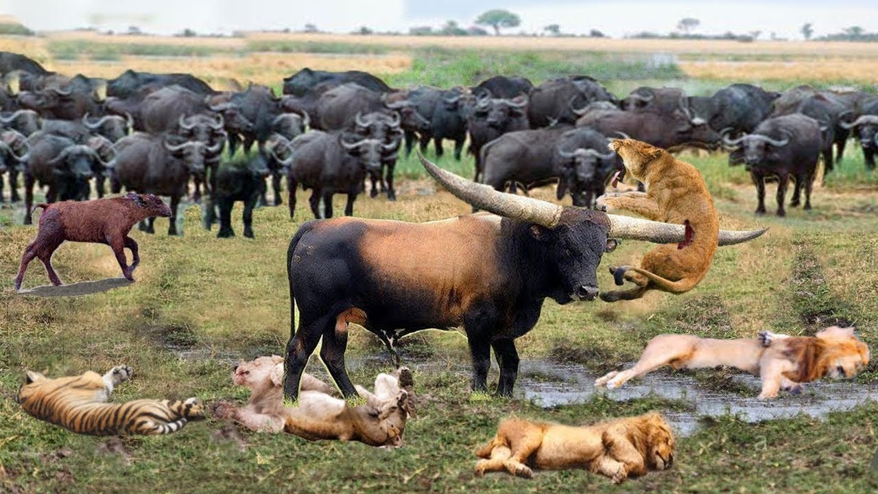 Herd Of Ferocious Buffalo Assaulted Lion Very Brutally, Unlucky Day Of ...