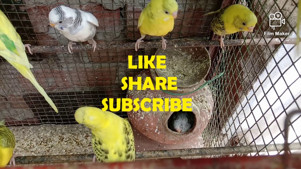 A new bird channel is here #bird lover #nature lover - YouTube