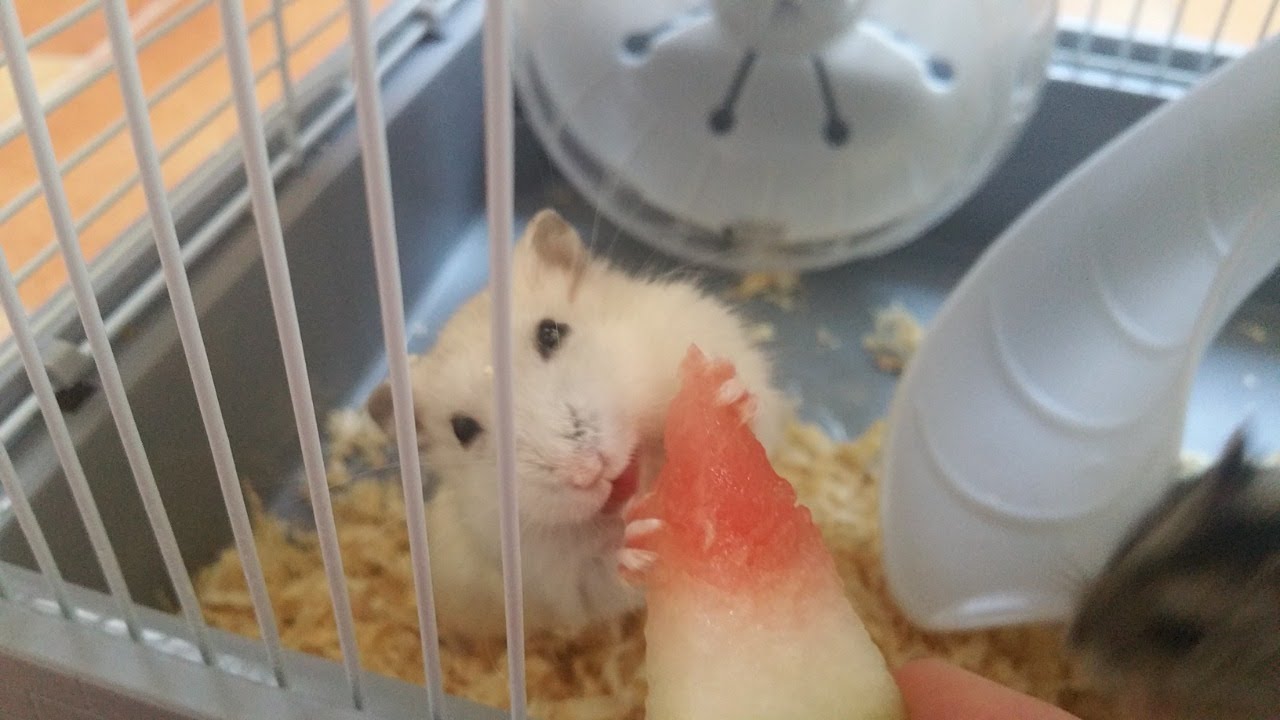 [🔴Live] Road to 1000 subscribers! 01/06 🐹Hamsters Party - YouTube