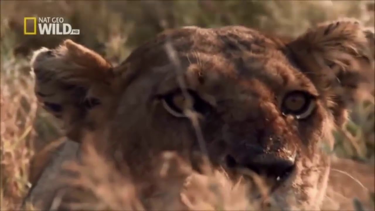 National Geographic Documentary Wild Dogs Wildlife Animal - YouTube