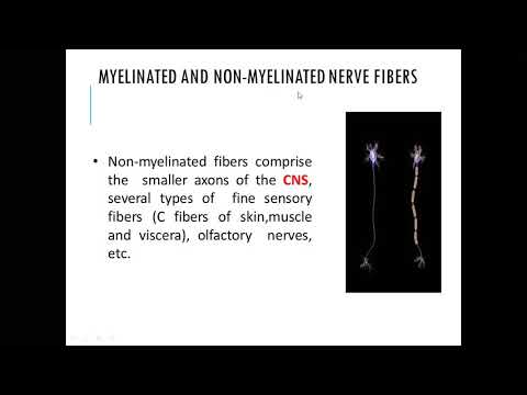 Ana Tutorial || Neuro Anatomy || Neural Pathway || Part 1 || Dr Nida Akbar || MIPRM || Urdu || CMT