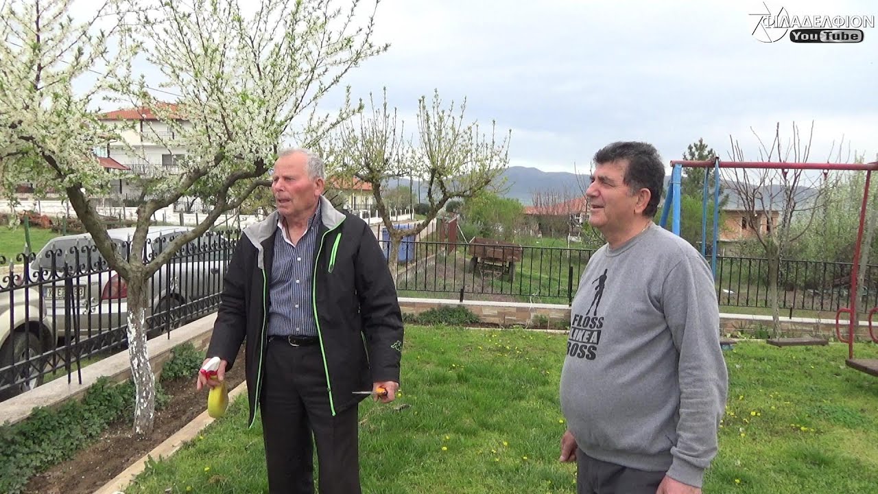 Εμβολιασμοί - κέντρωμα δέντρων με τον Χρυσίδη Κυριάκο , 10 Απριλίου ...