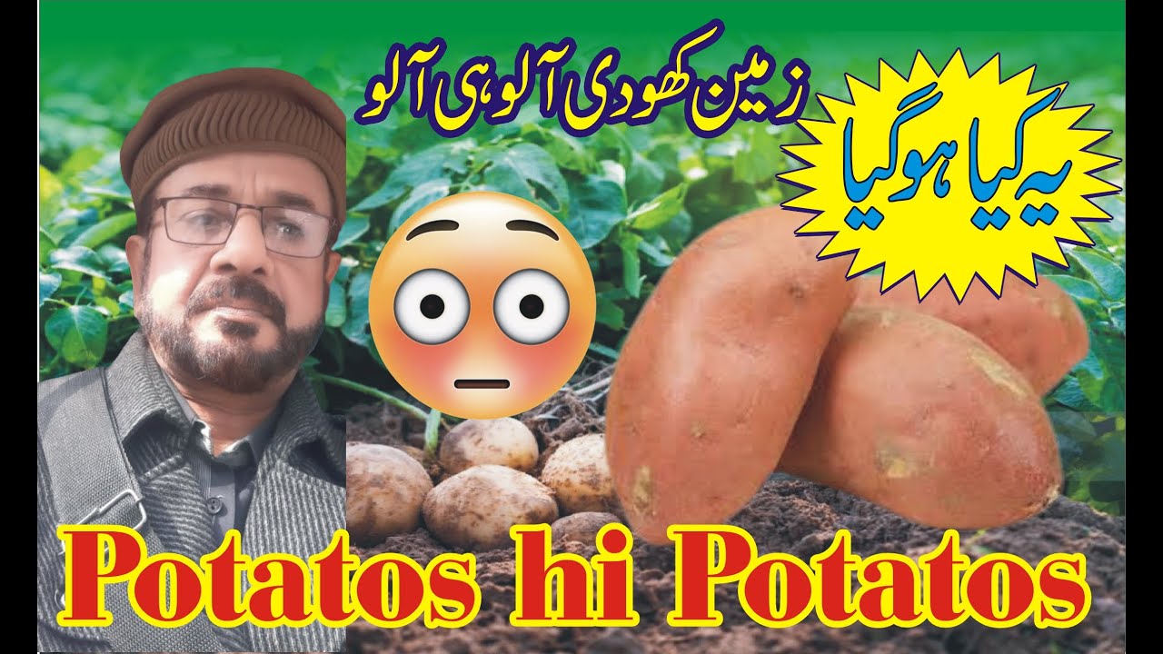 पाकिस्तानी आलू ll Pakistani Potatoes ll Potatoes Harvesting - YouTube