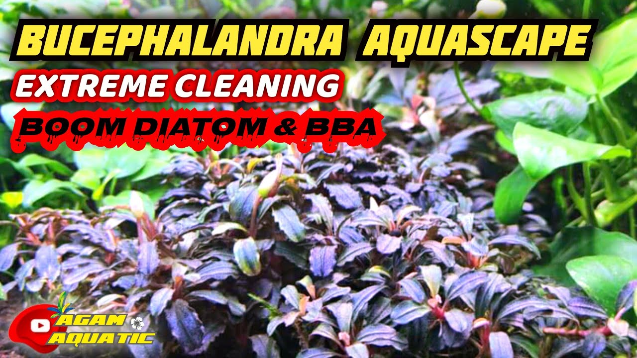 Extreme Cleaning BOOM Diatom Dan BBA - Bucephalandra Aquascape - YouTube