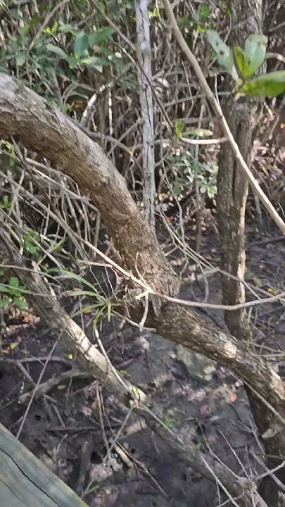 Another hidden gem - YouTube