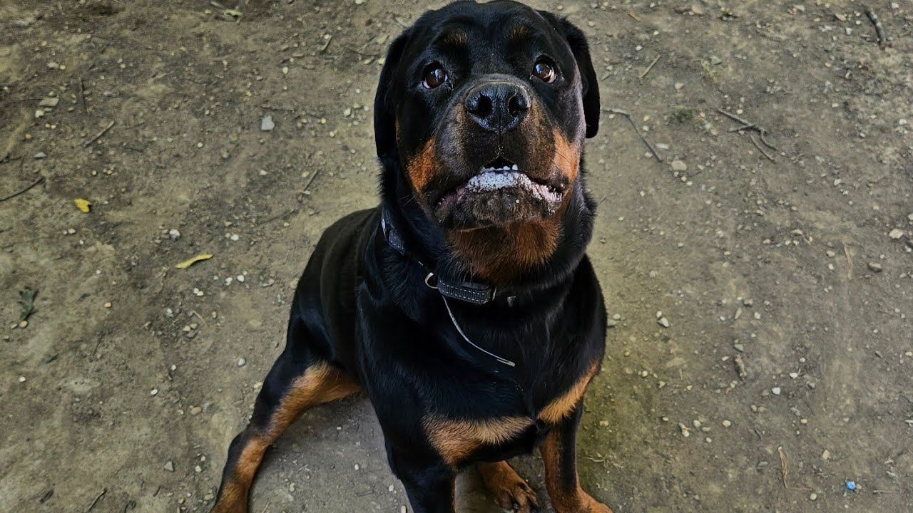 All Freya Wanted Is The Chuck-It Glow Ball & Thunder Watched!!! (It Was ...