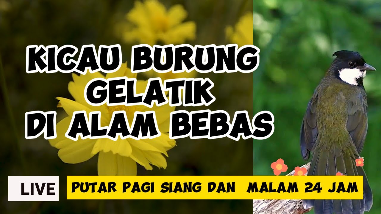 KICAU BURUNG GELATIK SIAP JADI MASTERAN BURUNG KESAYANGAN | KICAU ...