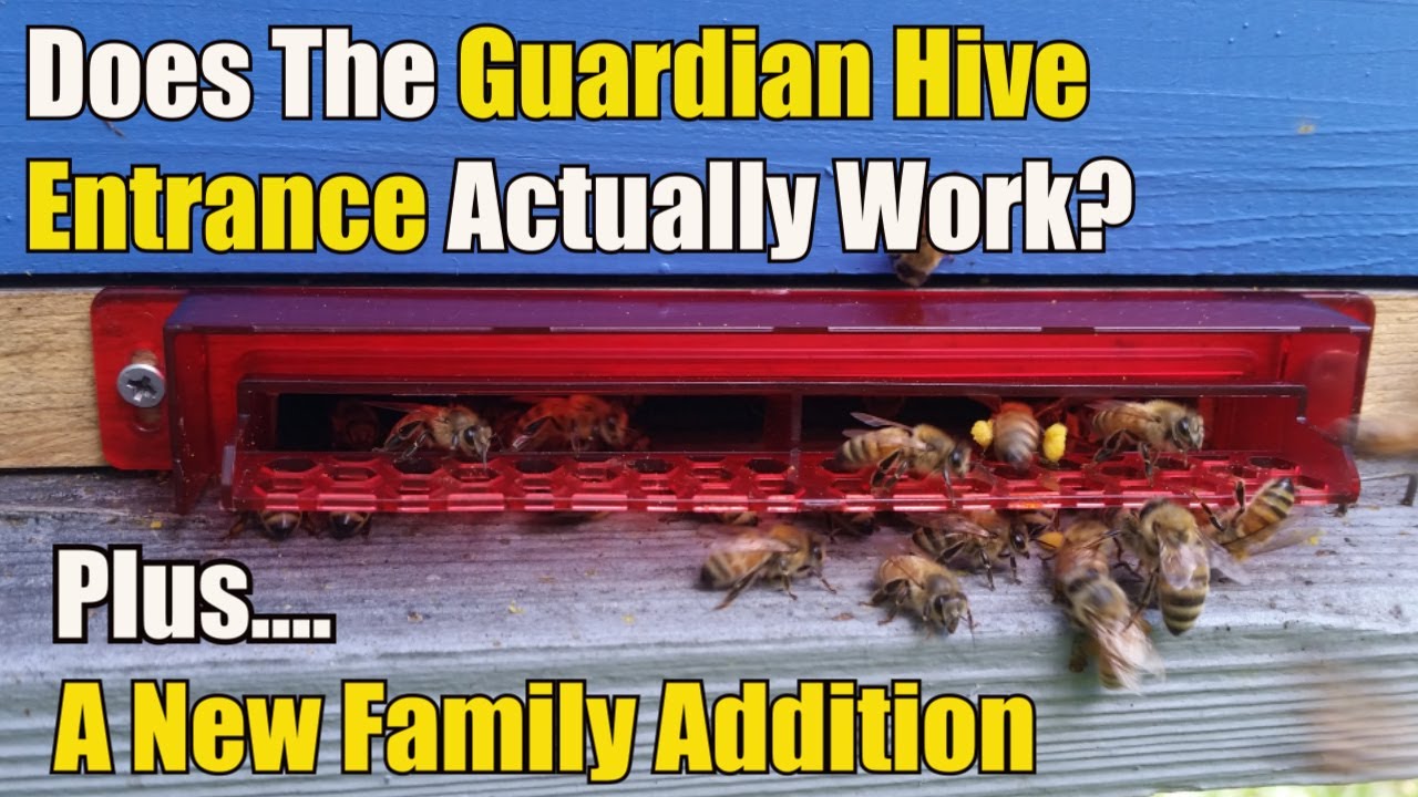 Does The Guardian Hive Entrance Actually Work? Plus... A New Family ...
