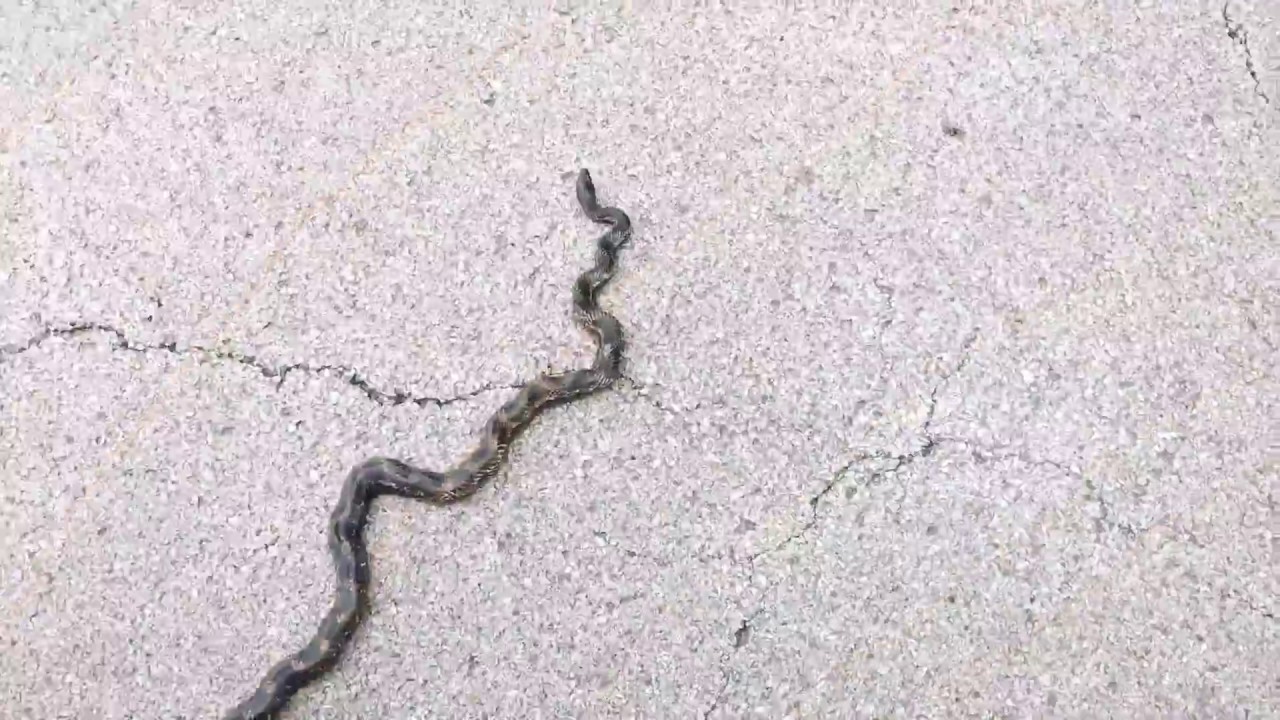 My mom ran over a snake - YouTube