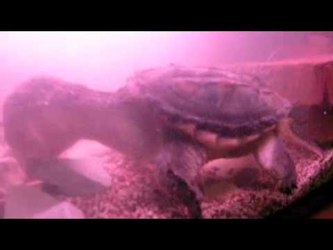 Common Snapping Turtle Eating a Huge Carp - YouTube