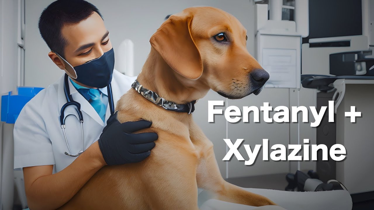 Fentanyl and the Veterinary Sedative Xylazine - YouTube
