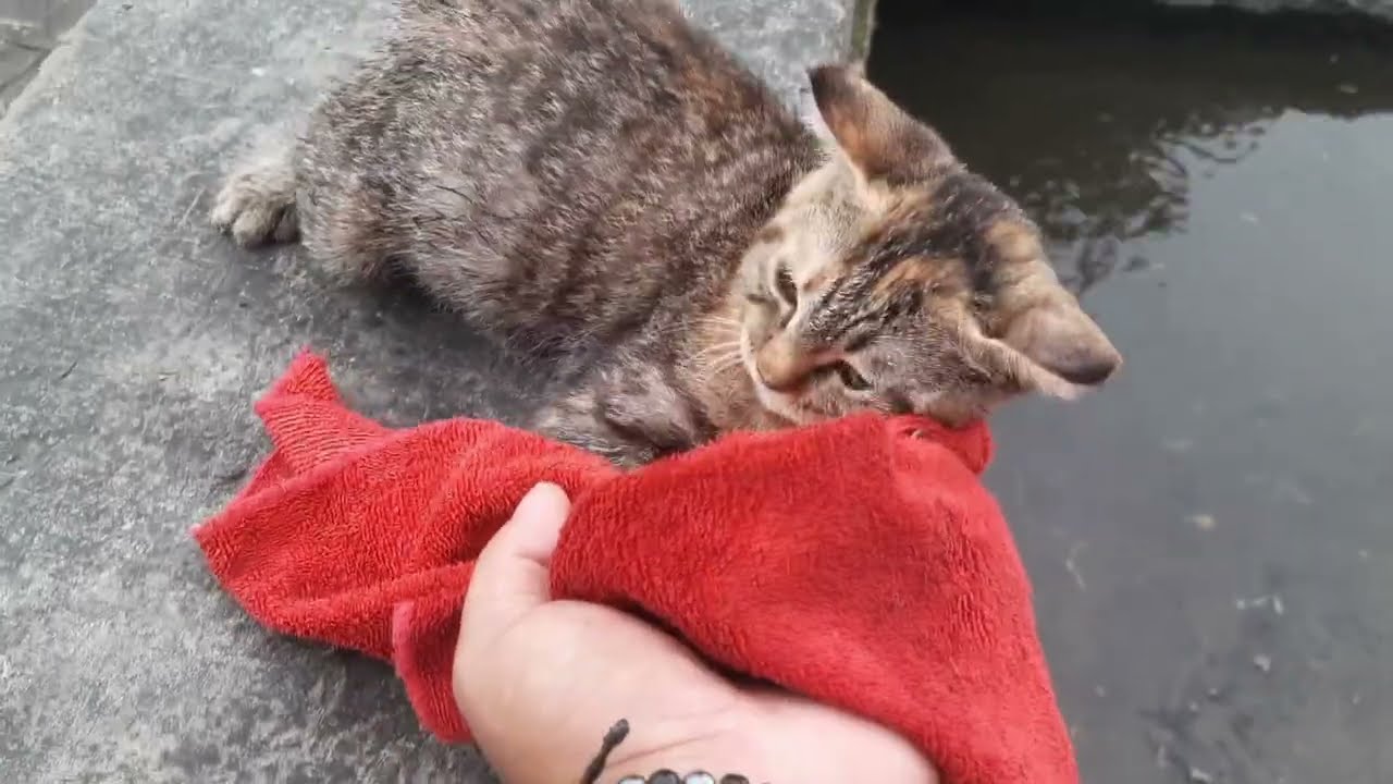 Anak Kucing dibungkus kresek dipembuangan sampah akir sampai kusut ...