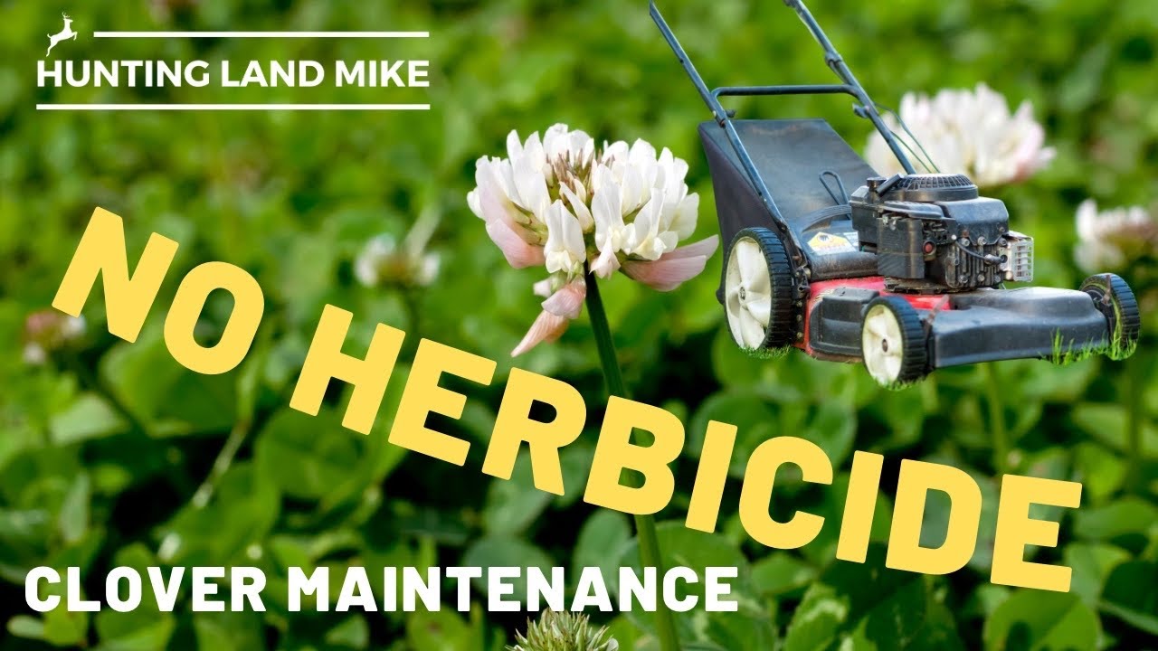 How I Do Clover Maintenance Without Herbicide - YouTube