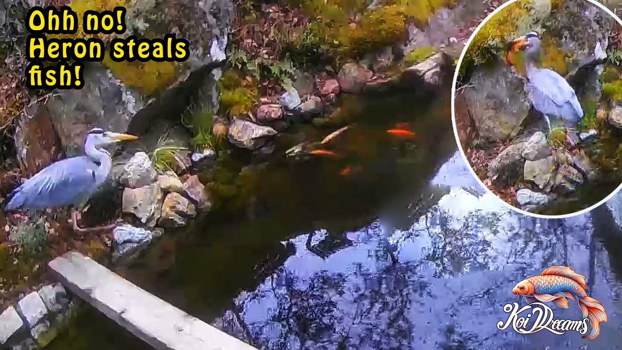 Heron steals koi fish from my pond! (And 4 ways to prevent it, 3 in ...