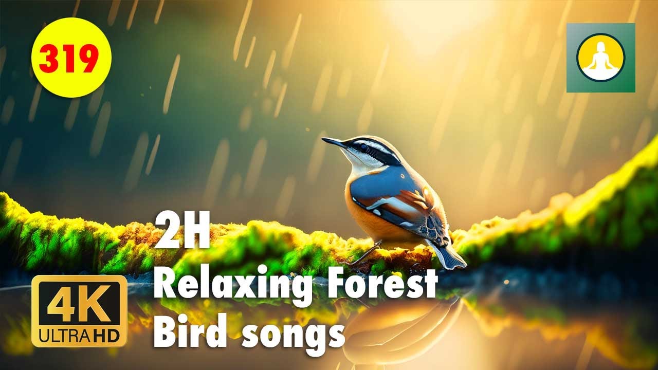 Natural ASMR Noise: Rain and Fog Sounds for ADHD, Insomnia, and Sleep ...