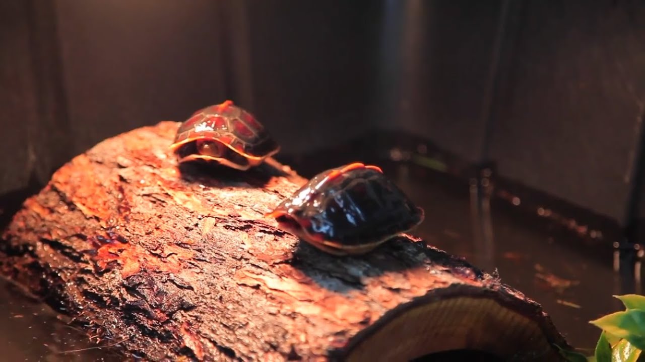 TES | Ep. 5 : My Indoor Turtle Setup! - YouTube