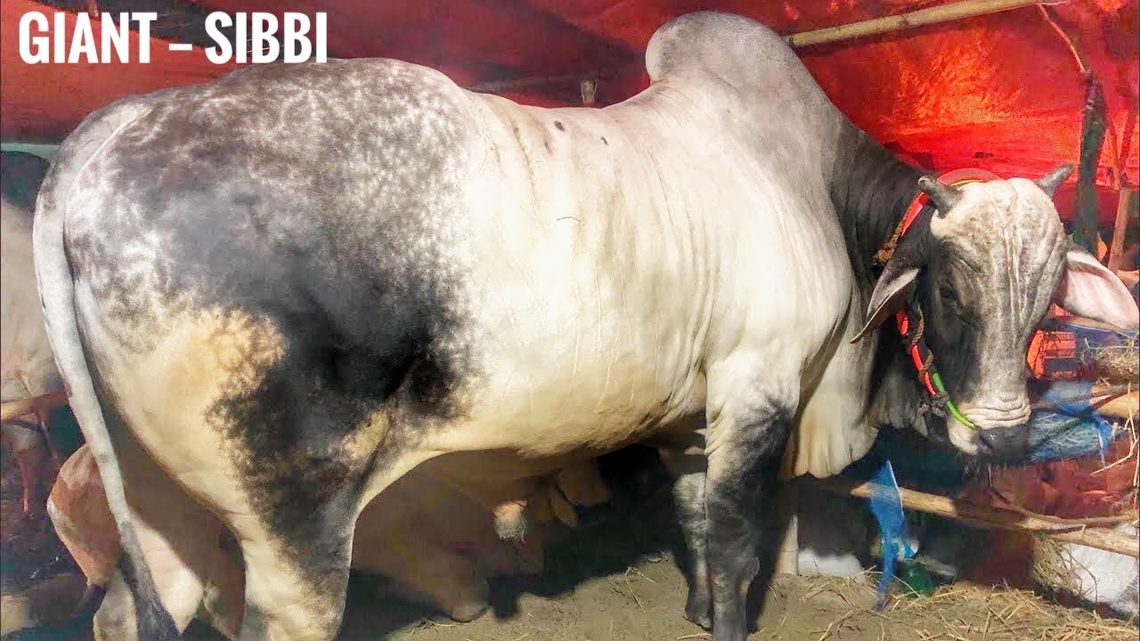 Giant Giant Sibbi Bulls | Show Up | Aftabnagar Haat| The Home of Goru ...