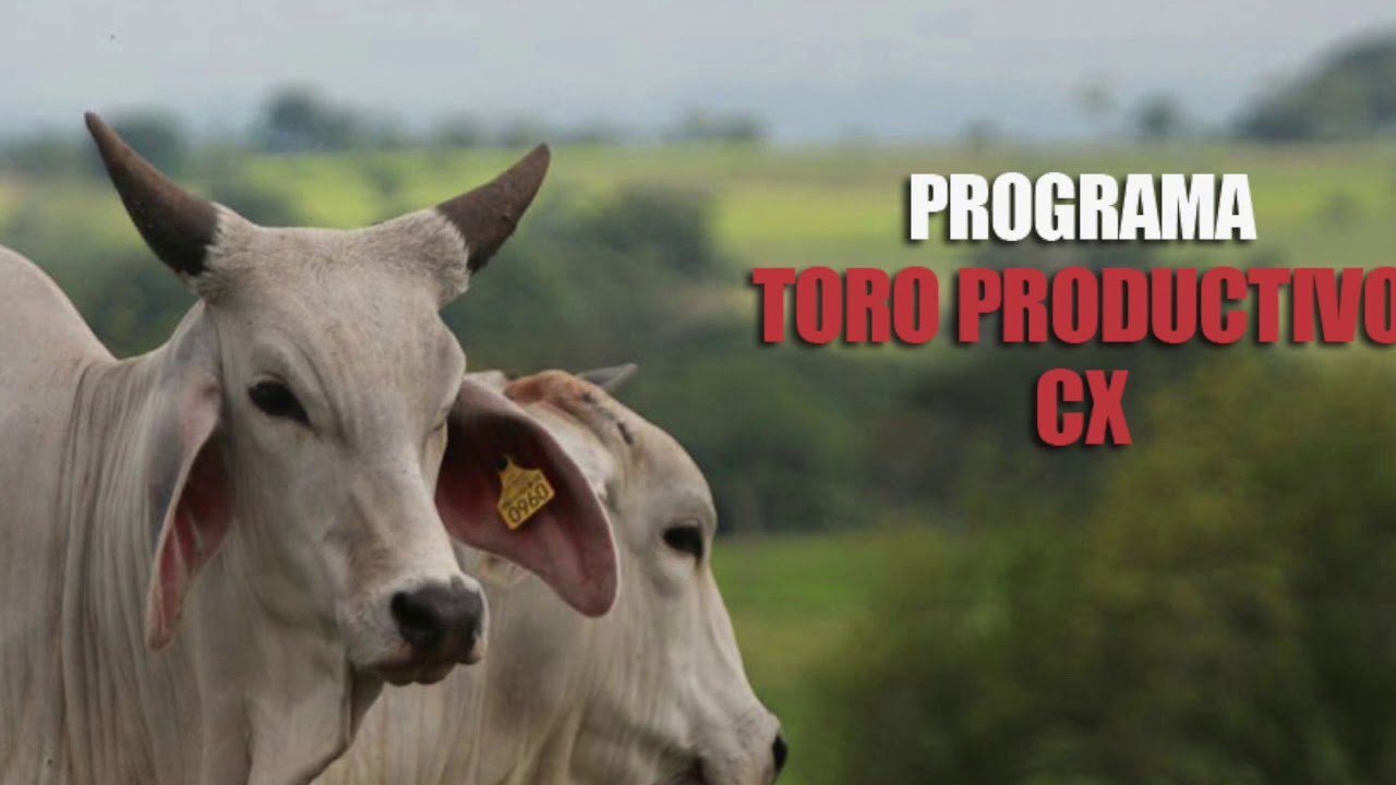 PROGRAMA TORO PRODUCTIVO - YouTube