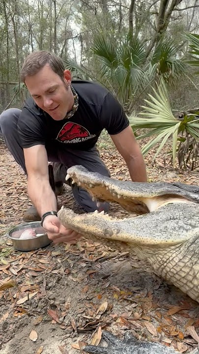 Gator eats dirt 😂#gator #alligator - YouTube