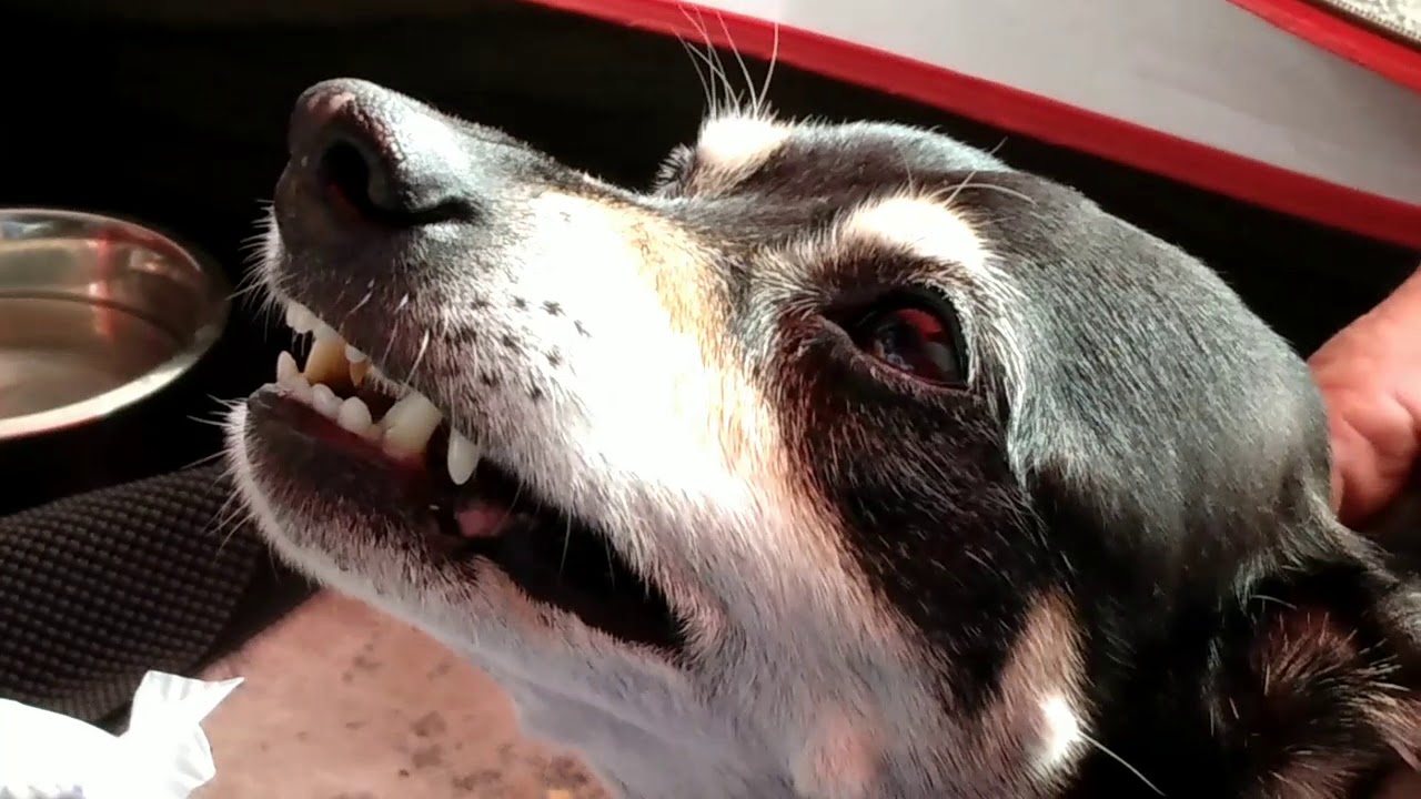 Possessed pet dog exorcism. - YouTube