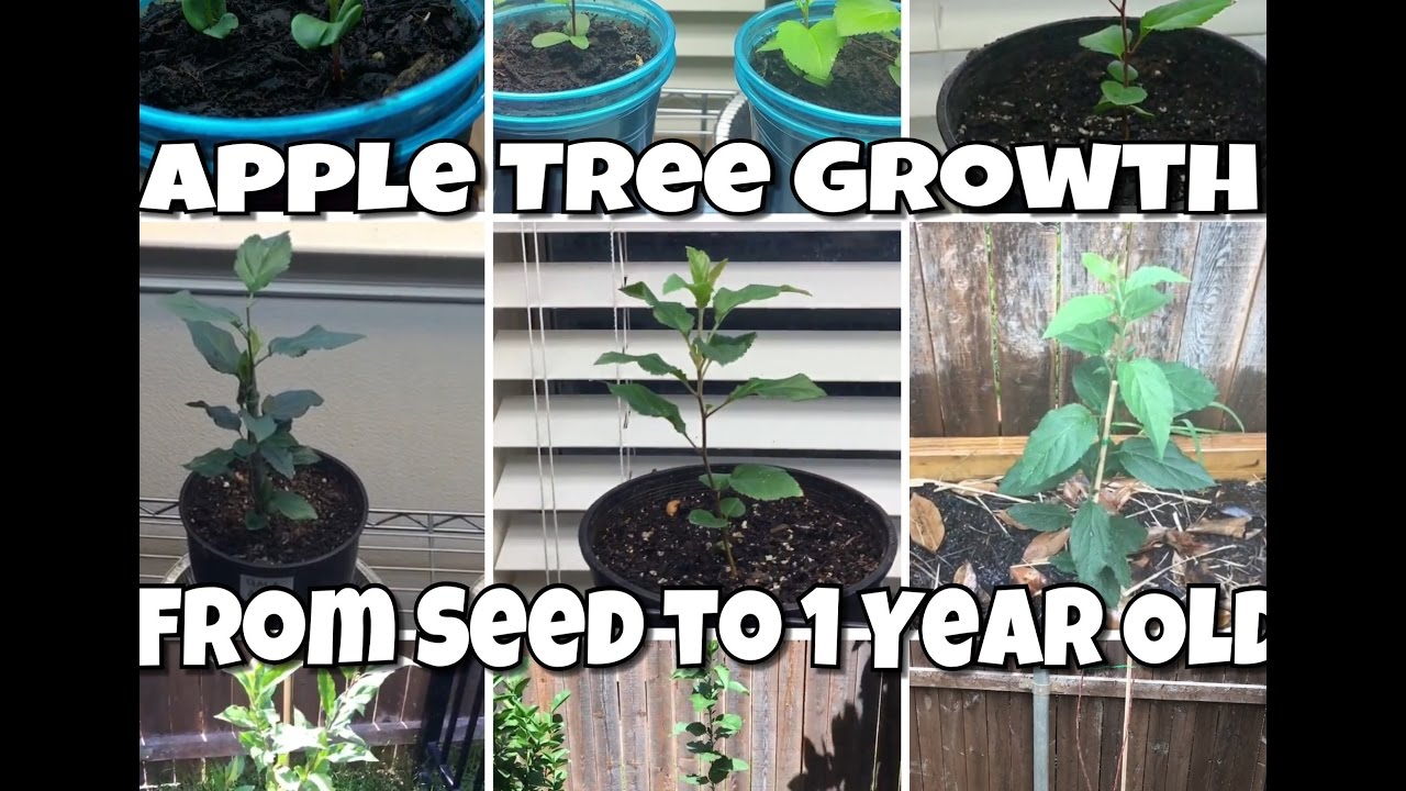 How To Grow An Apple Tree From Seed #10 - YouTube