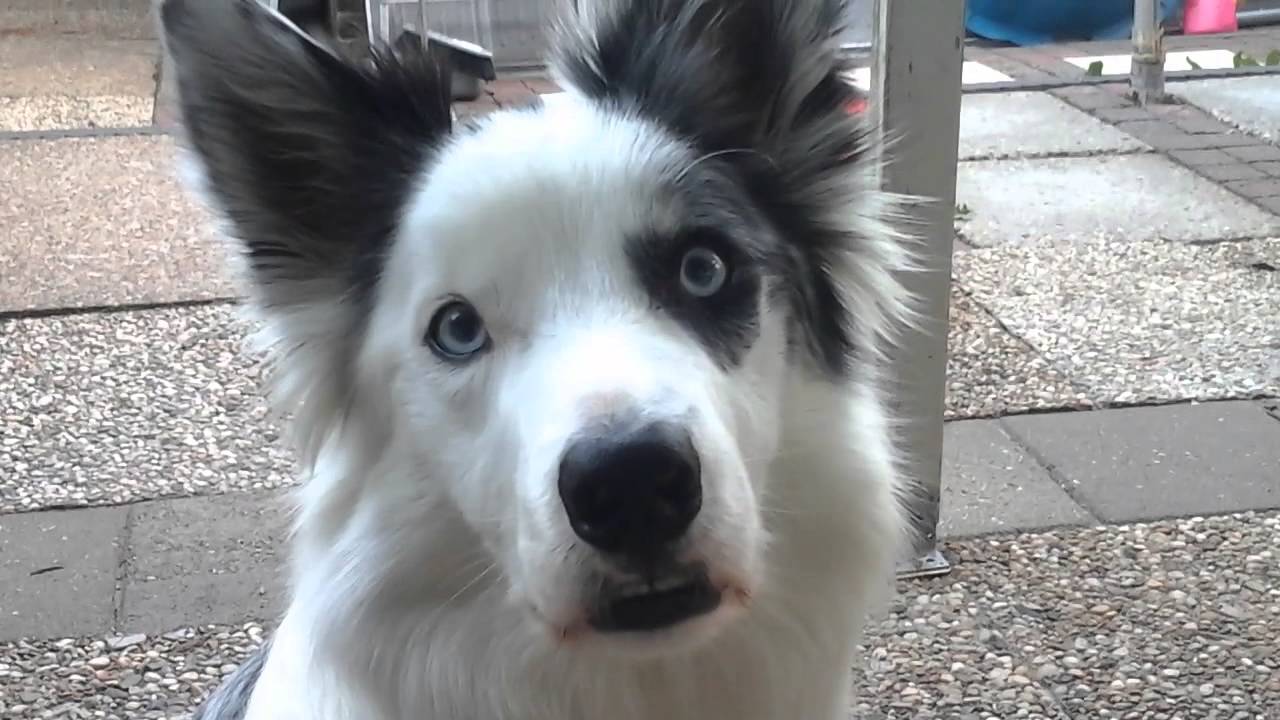 Deaf border collie Owen talks - YouTube