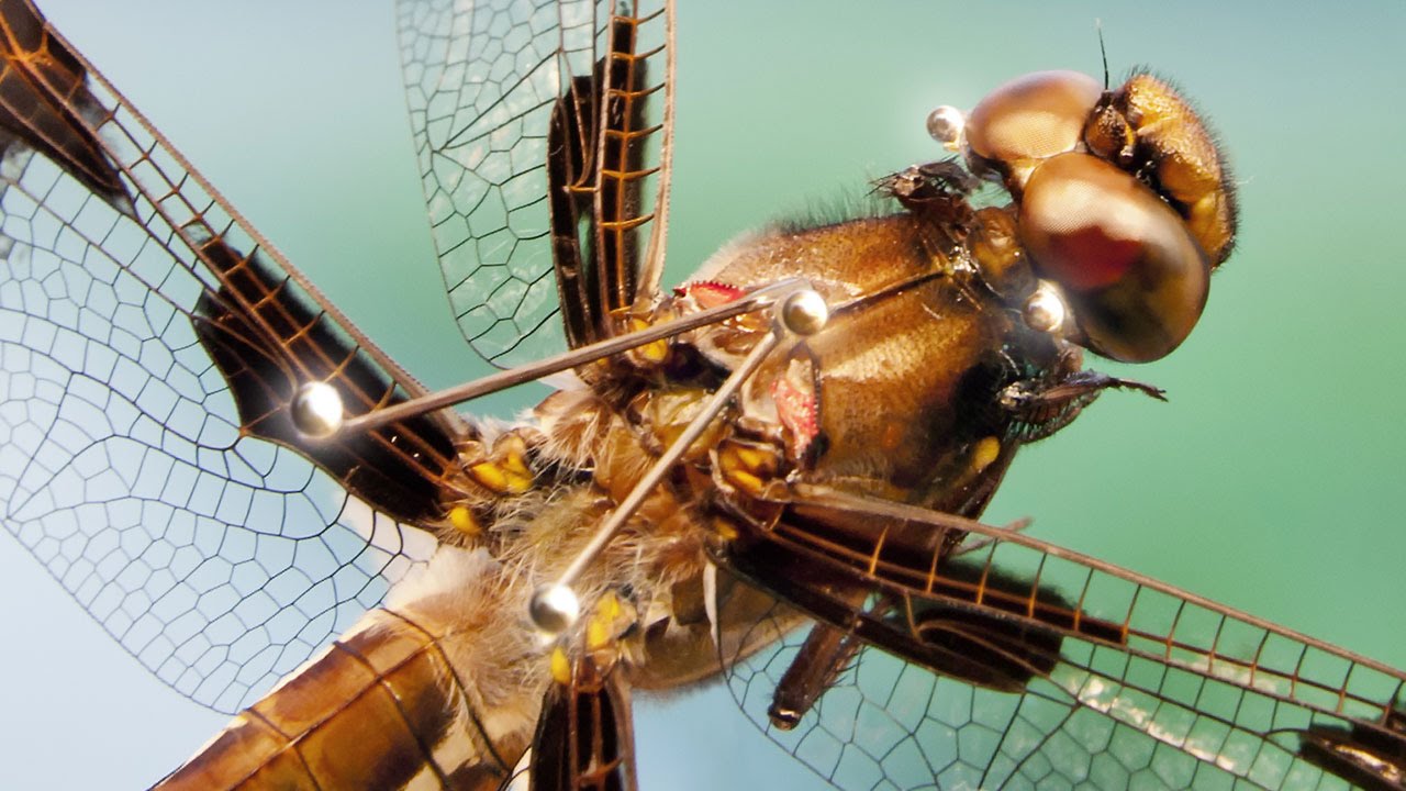 Dragonfly (Plathemis lydia) interception flight to drosophila - YouTube