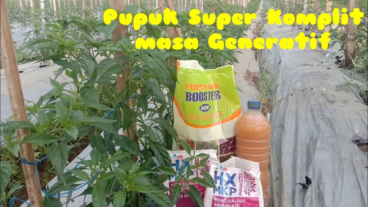 Cara Melebatkan Bunga Cabe Dan Mencegah Rontok Bunga - YouTube