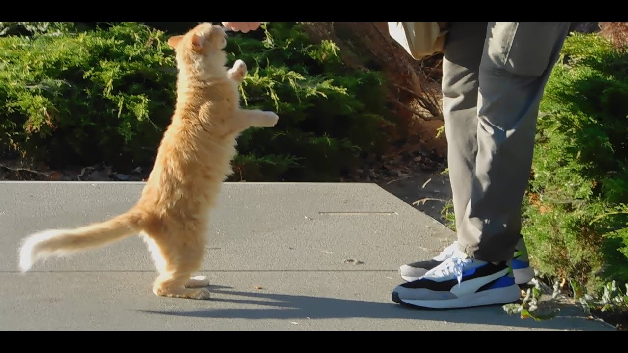 Cooper's Hawk, Speedy, Blue Jay, Sparrows, Fluffy, Park Birds ...