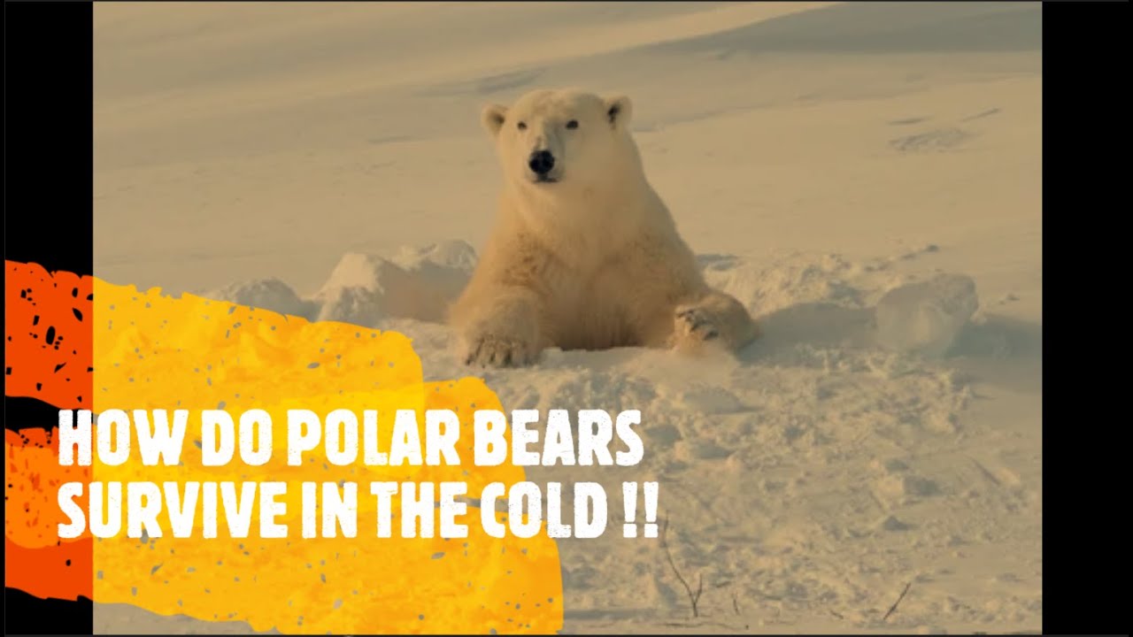 How do polar bears adapt to their environment? - YouTube