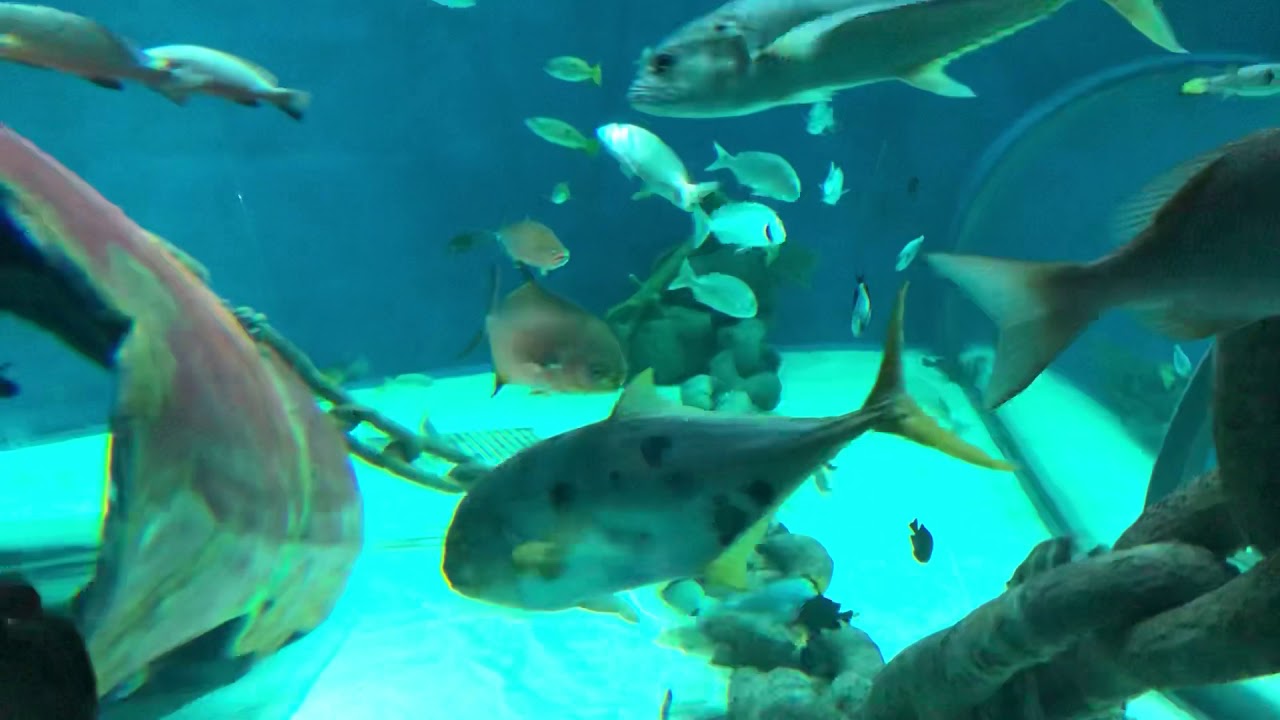 Aquarium - YouTube