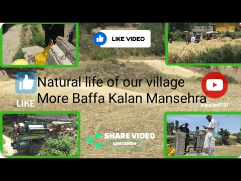 Natural and beautifull village life of our village More Baffa Kalan ...