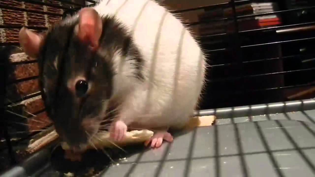 Rat eating cracker- Dubstep - YouTube