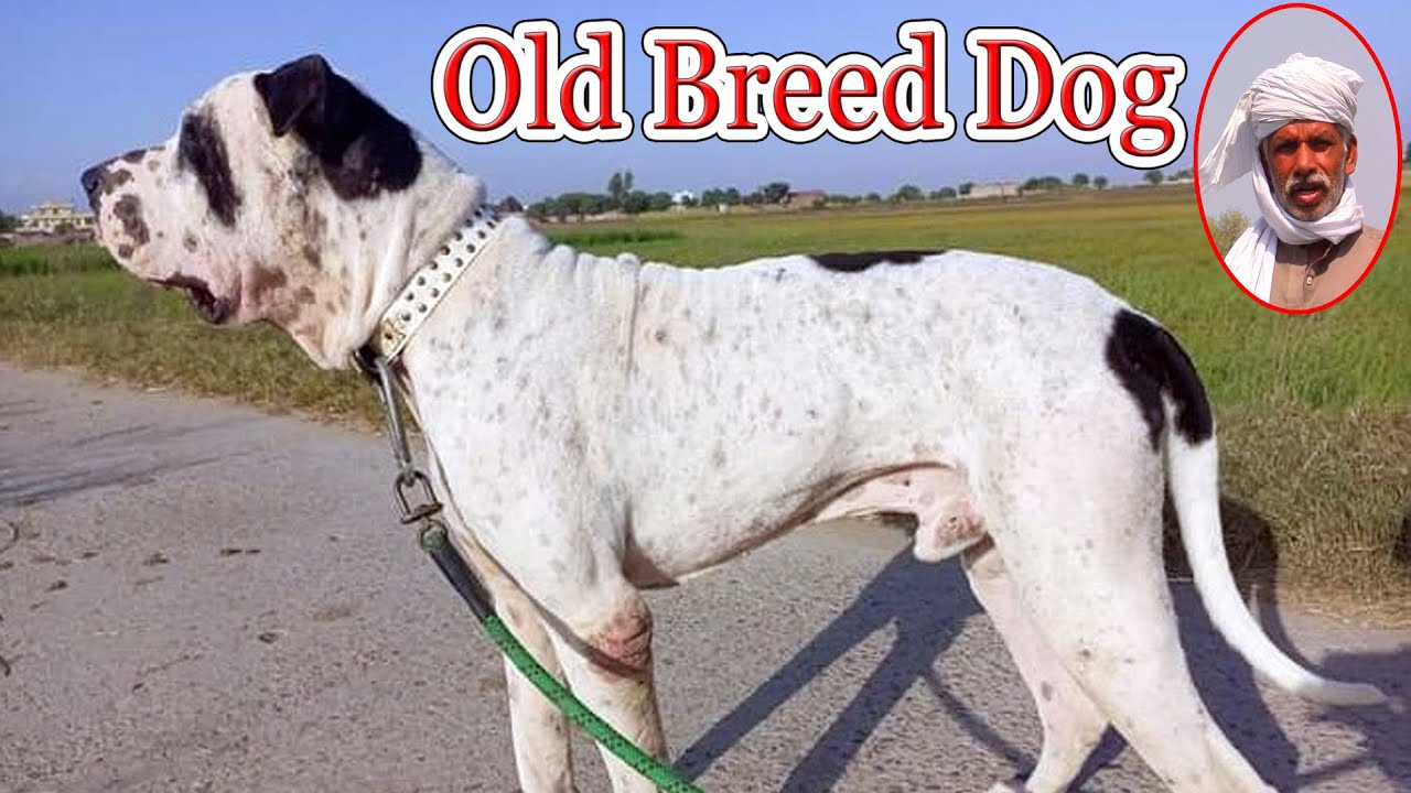 Old Breed Dog Video | Pure Bully Kutta Dog By Youtube Bully Dog Chennel ...