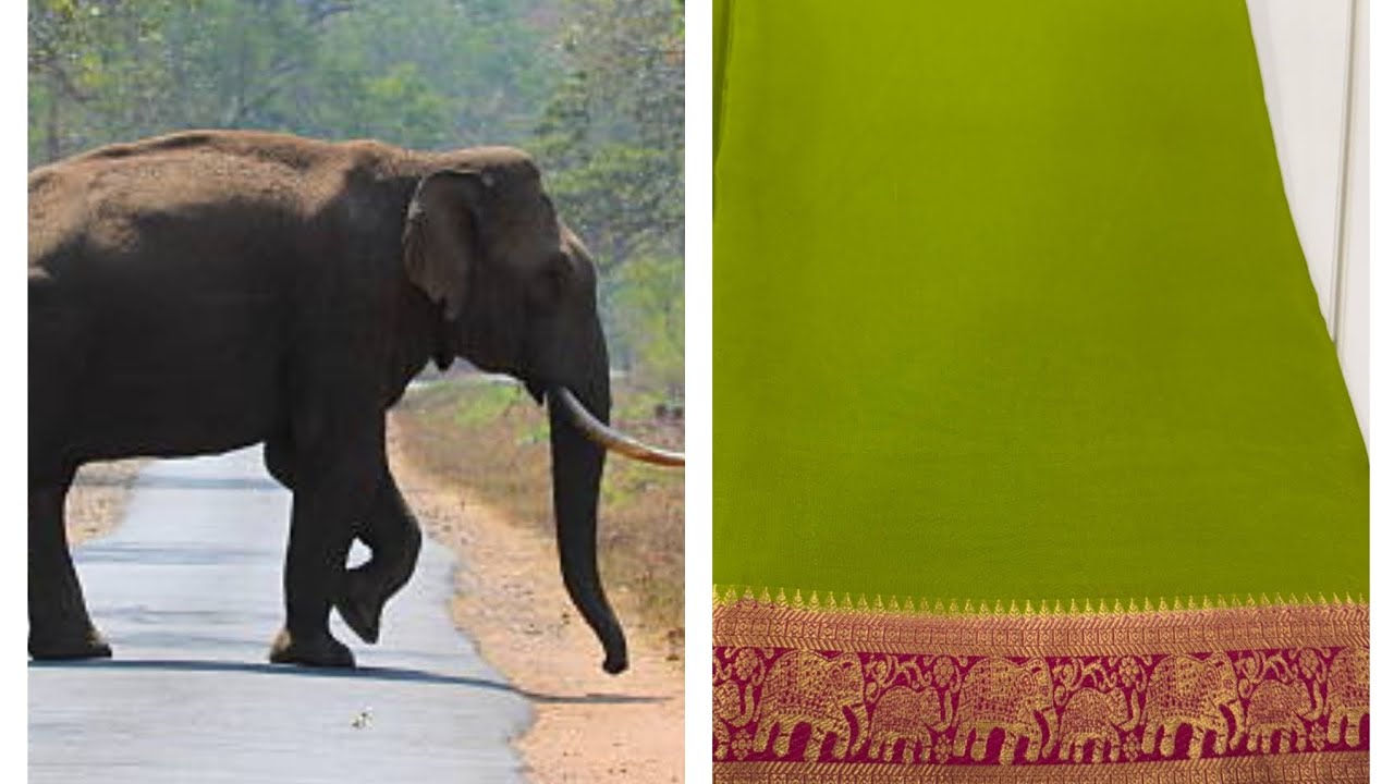 Mysore Pure🥇🥈Zari CGS authentication in Elephant 🐘 traditional border ...