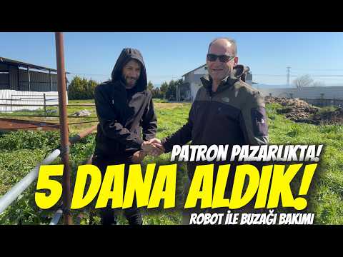 Patron pazarlık yaptı, 5 dana aldık! 🤝🐂 | Robotla buzağı bakımı 🤖