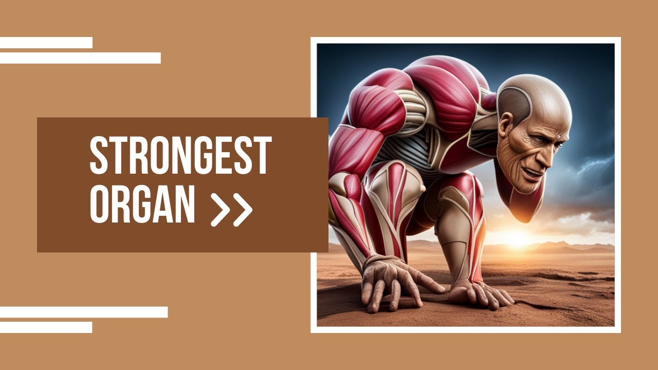 Which is the Strongest Organ in the Human Body? - YouTube