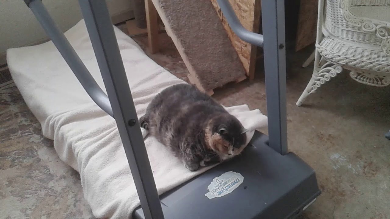 Fat cat work out plan - YouTube